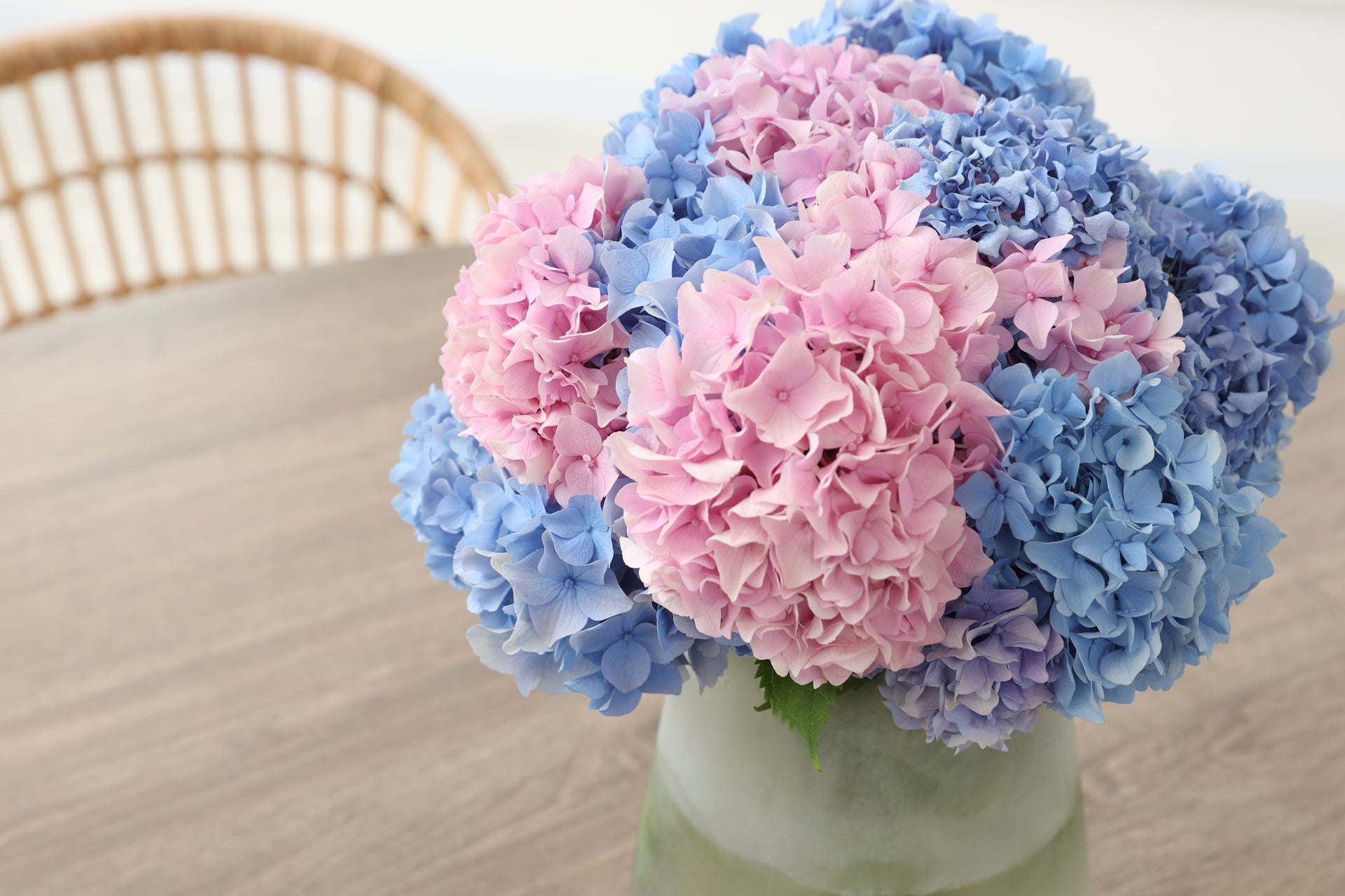 Hydrangeas | Kellen's Florist Inc Hobart–Kellen's Florist Inc